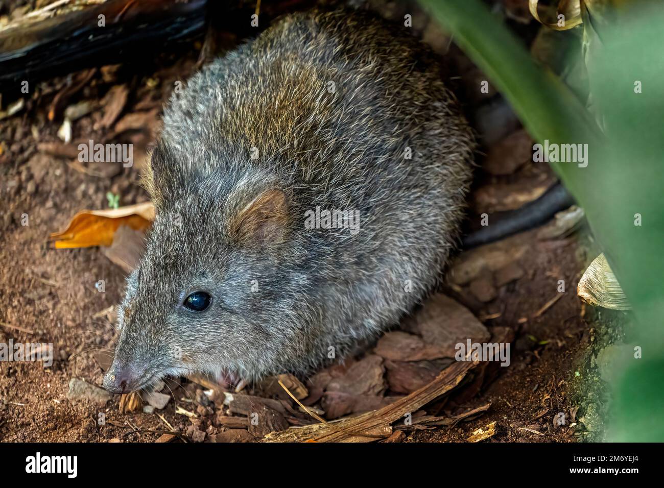 Potoroo hi-res stock photography and images - Alamy