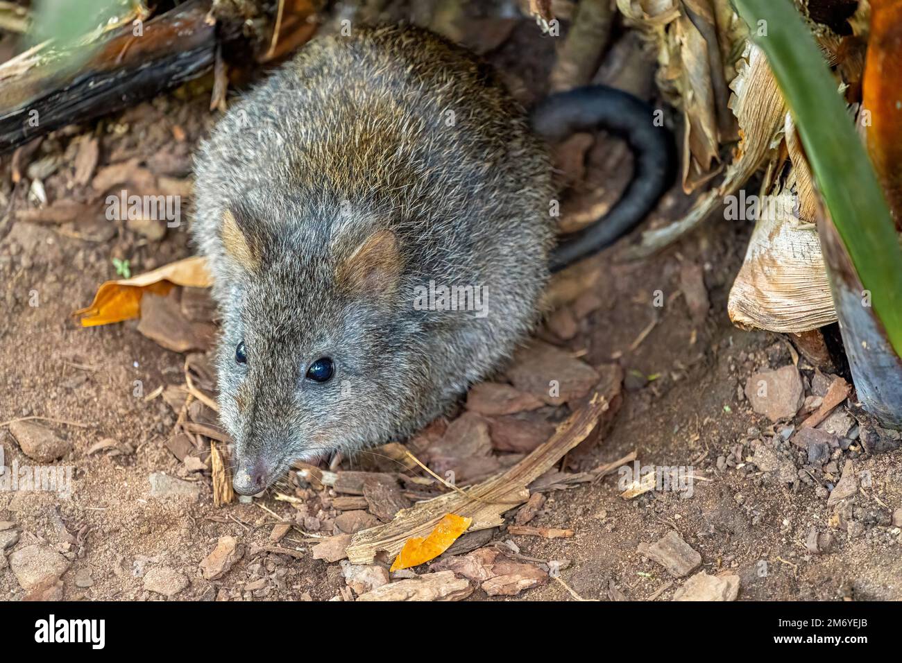 Long nosed potoroo potorous tridactylus hi-res stock photography and ...