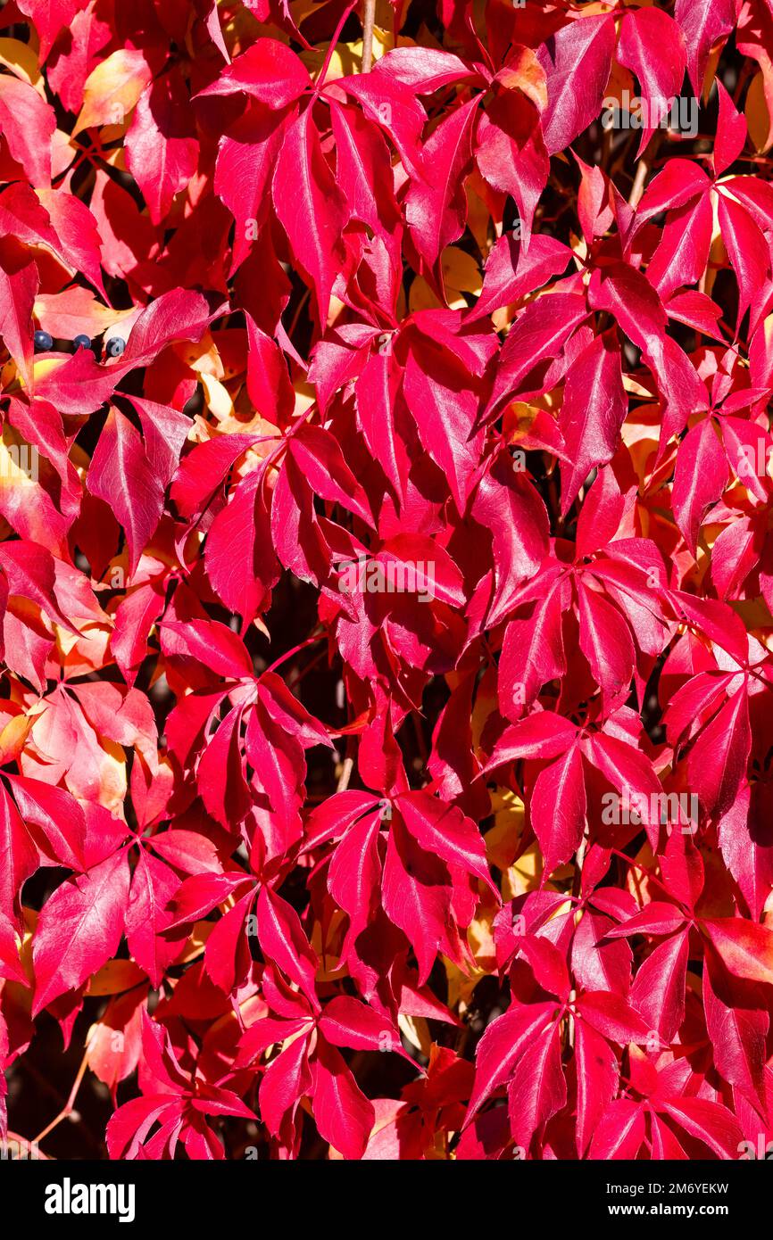 Colorful red leaves of a vine plant growing on a stone wall in autumn ...