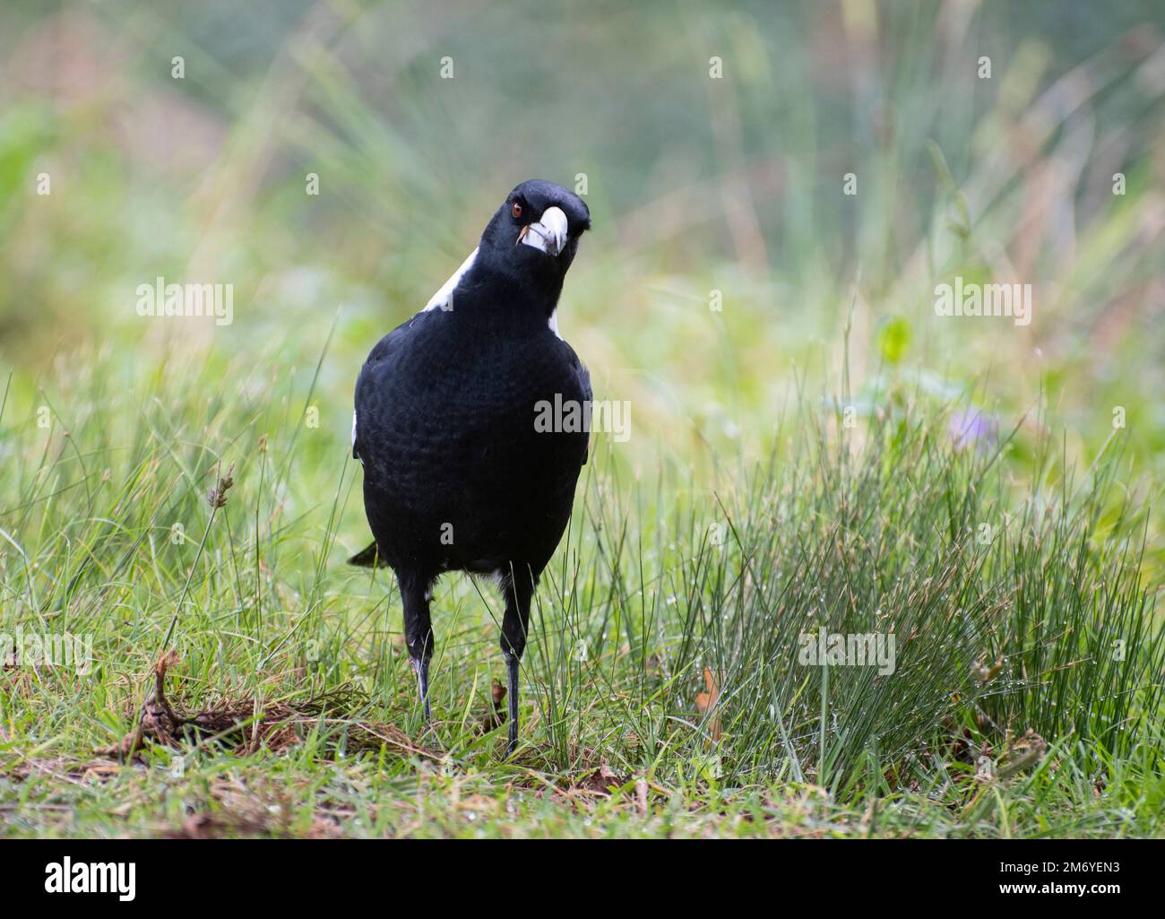 Australian Magpie Gymnorhina tibicen at eye level in grass. New South ...