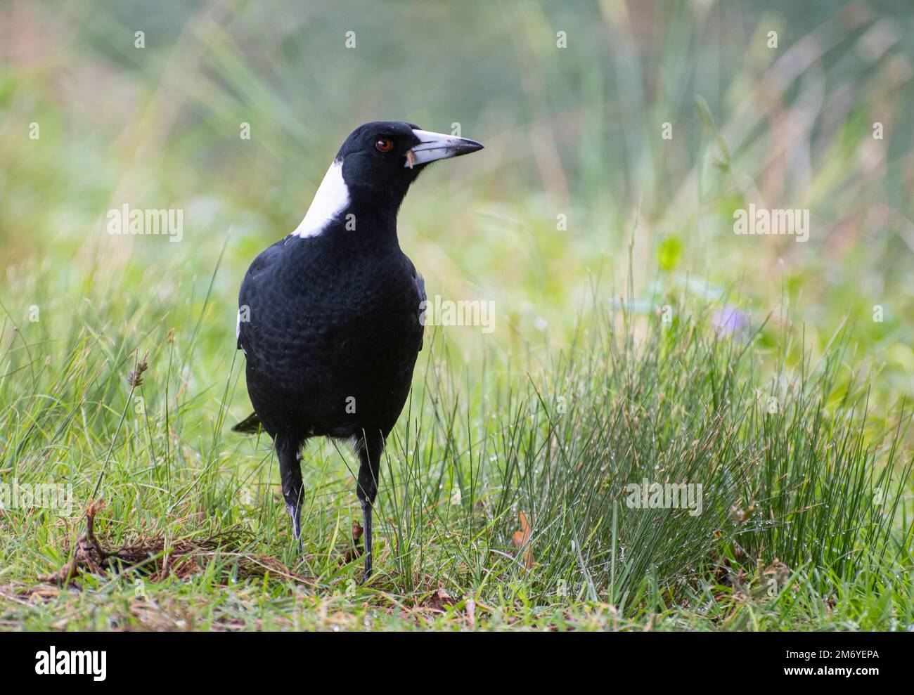 Australian Magpie Gymnorhina tibicen at eye level in grass. New South ...