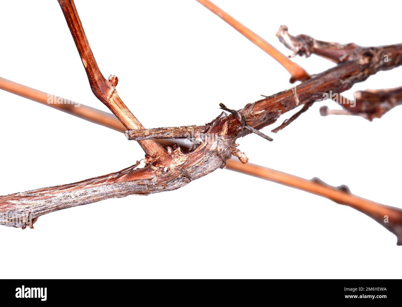 Twisted wild liana jungle vine tropical plant isolated on white ...