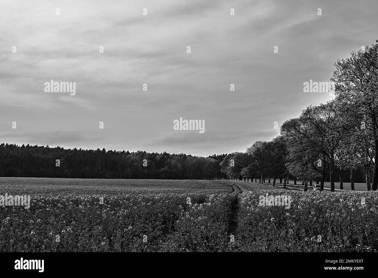 Rural landscape with blooming rapeseed and trees along the road in ...