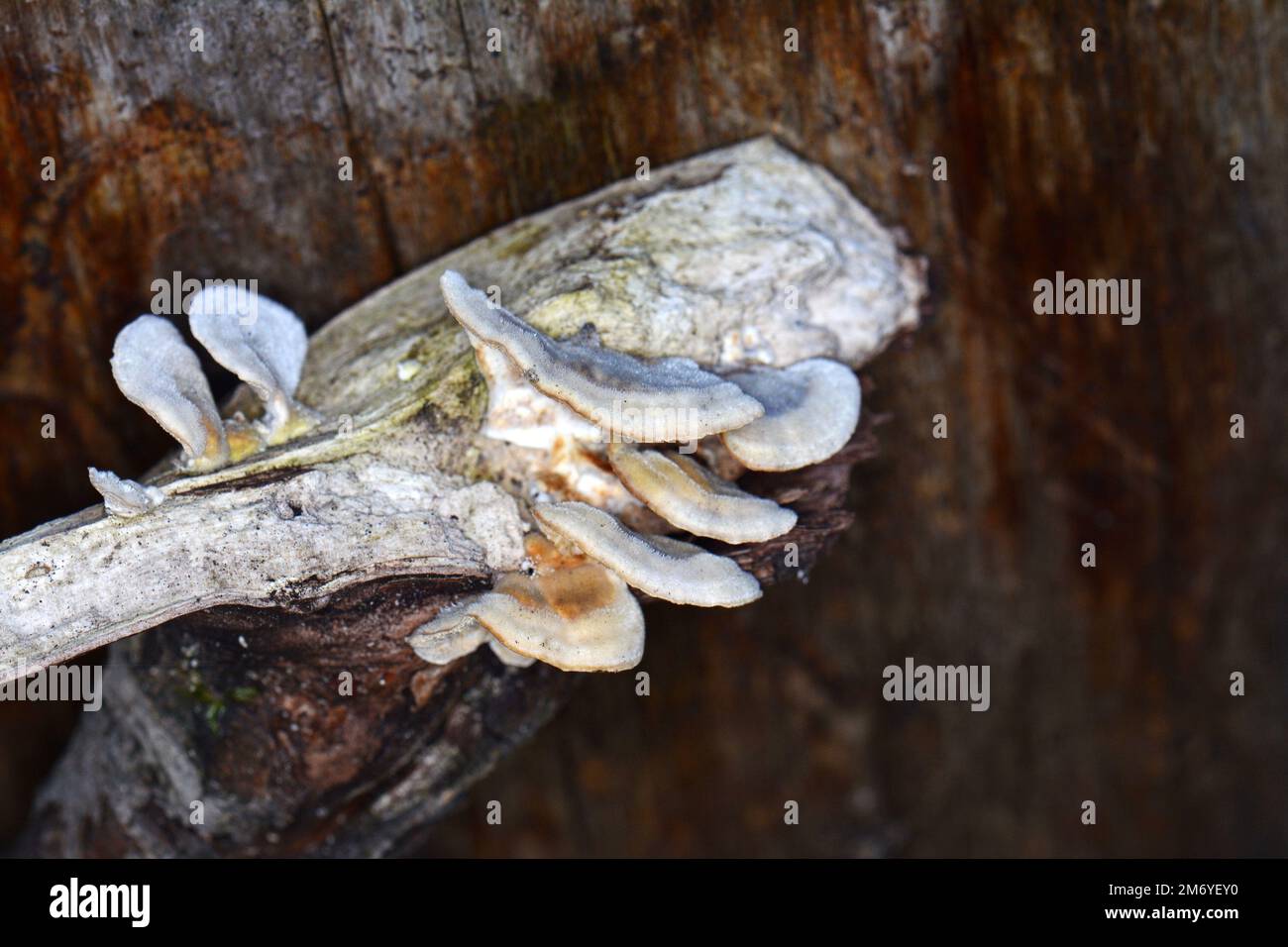 Macro, Turkey tail. Trametes versicolor, also known as coriolus ...