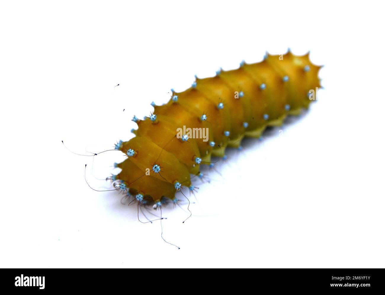Caterpillar of the monarch butterfly Cut Out Stock Images & Pictures ...