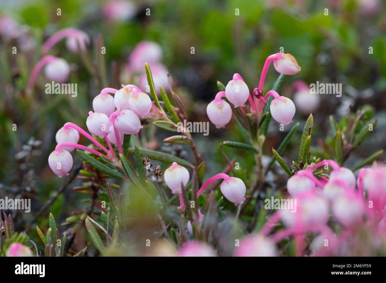 Poleigranke hi-res stock photography and images - Alamy