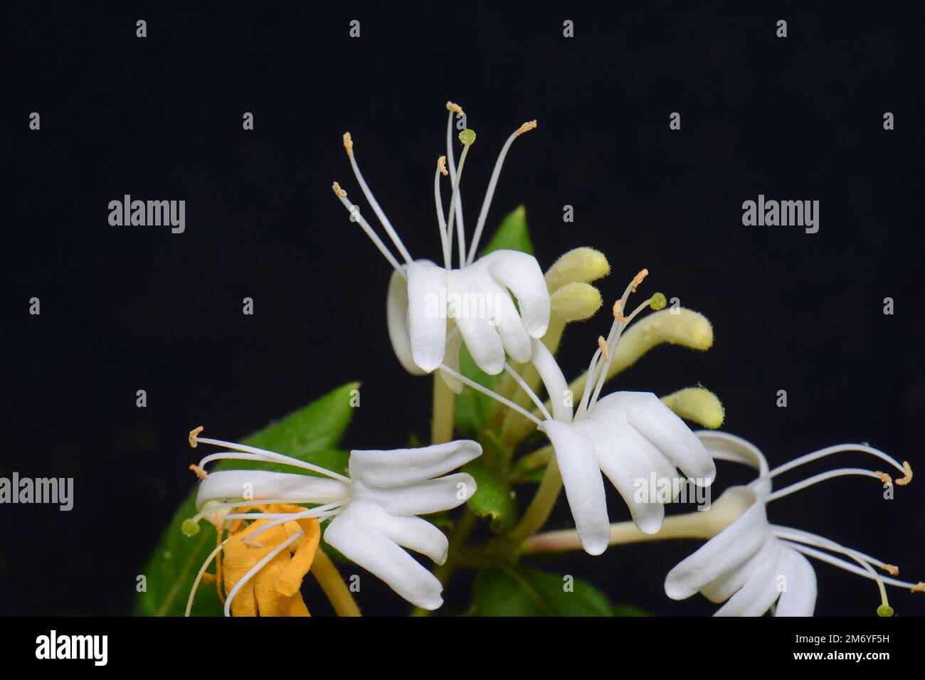 Japanese honeysuckle flowers over black, closeup, macro. Japanese ...