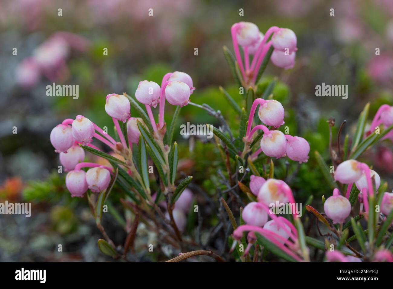 Rosmarinheide, Kahle Rosmarinheide, Polei-Gränke, Poleigränke ...
