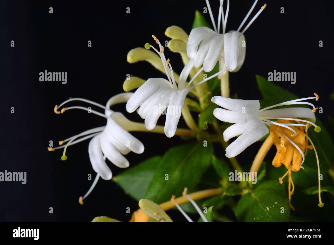 Japanese honeysuckle flowers over black, closeup, macro. Japanese ...