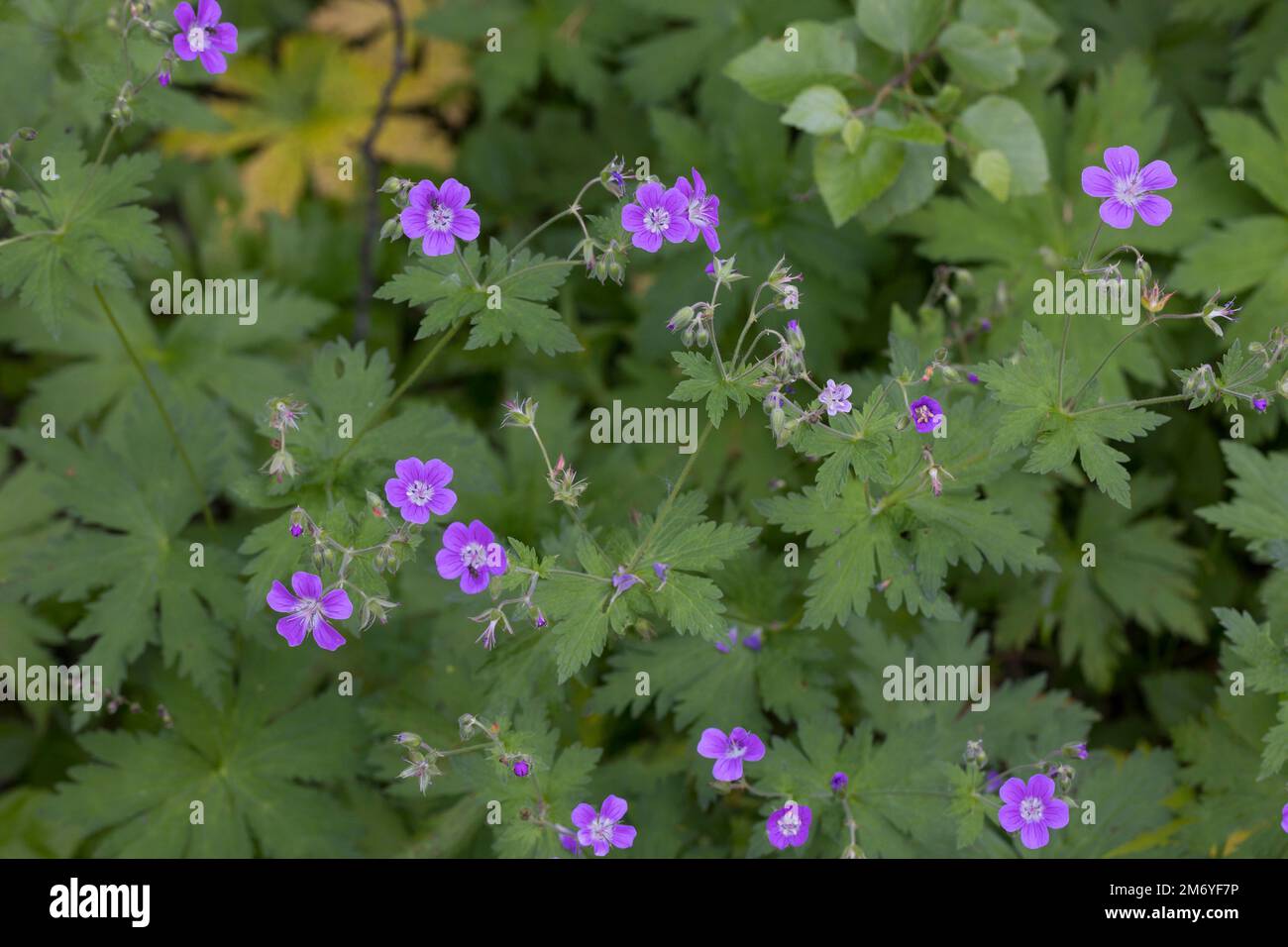 Wald-Storchschnabel, Waldstorchschnabel, Geranium sylvaticum, wood ...