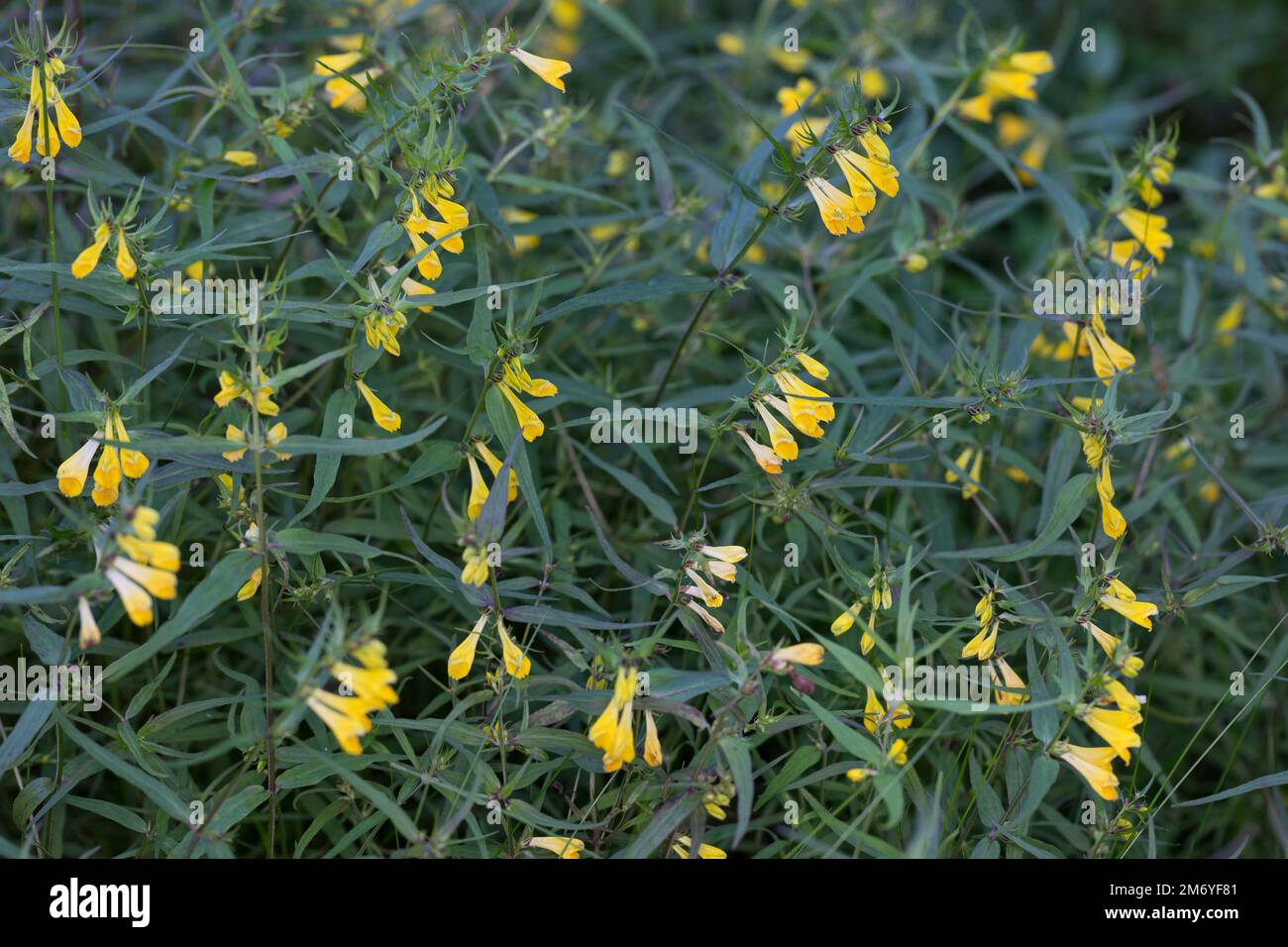 Wiesen-Wachtelweizen, Wiesenwachtelweizen, Melampyrum pratense, common ...