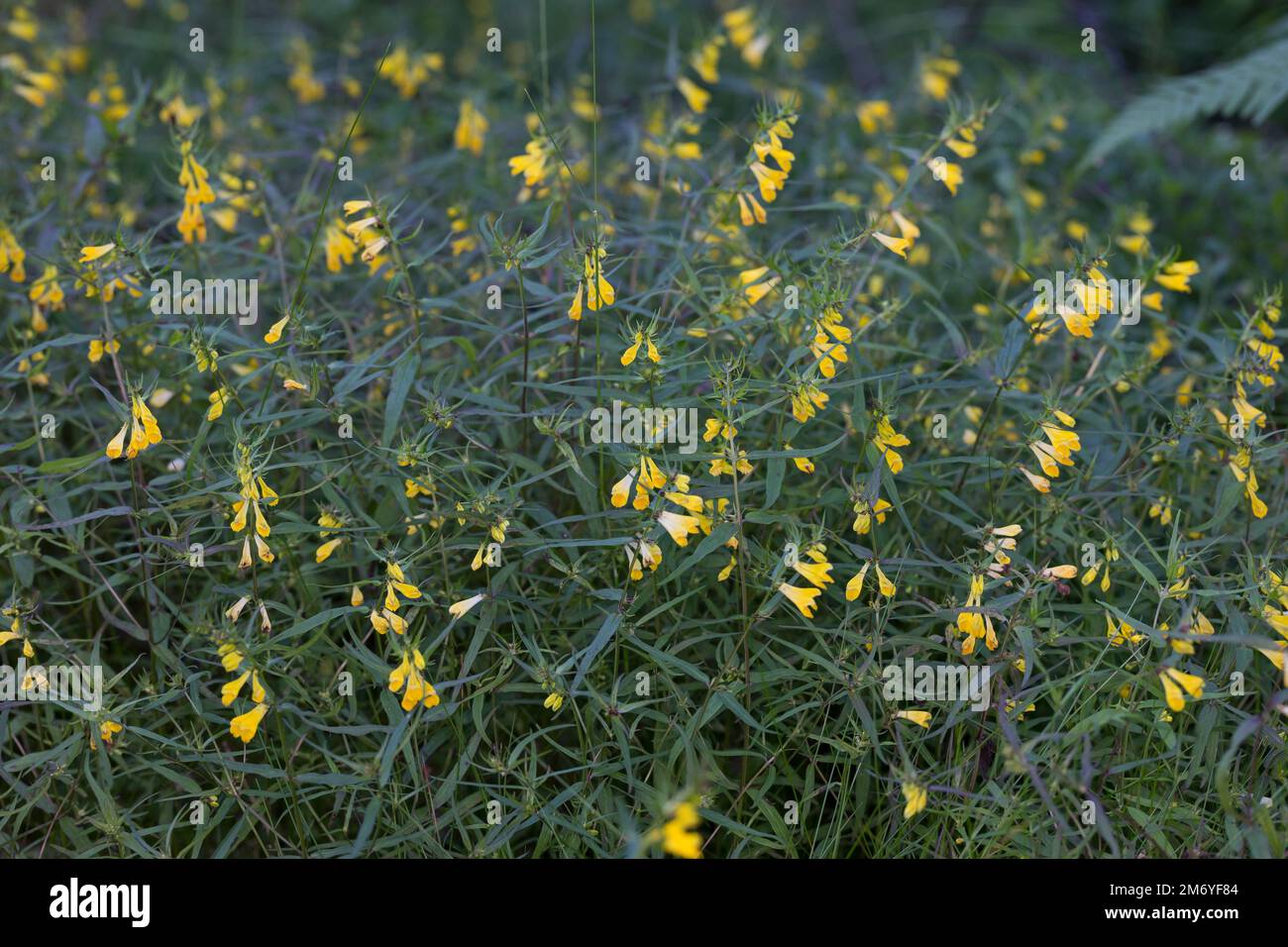 Wiesen-Wachtelweizen, Wiesenwachtelweizen, Melampyrum pratense, common ...