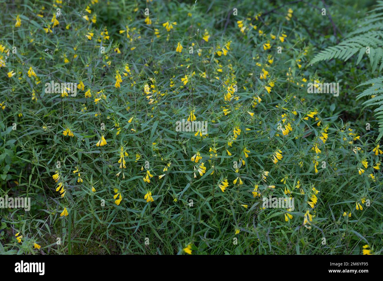Wiesen-Wachtelweizen, Wiesenwachtelweizen, Melampyrum pratense, common ...