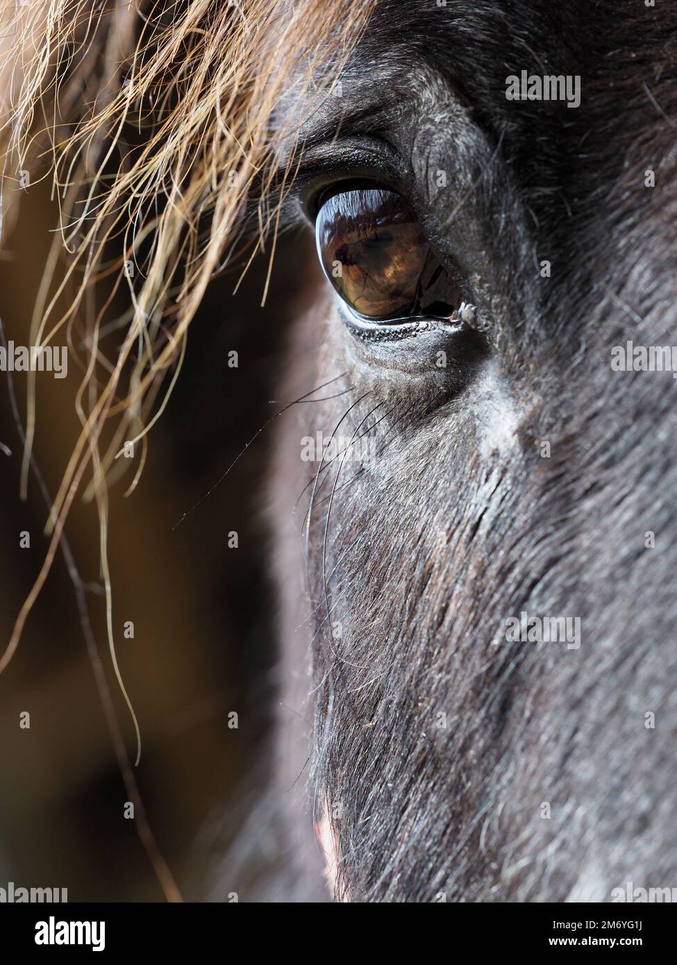A close up of the eye and side of the face of a horse Stock Photo - Alamy