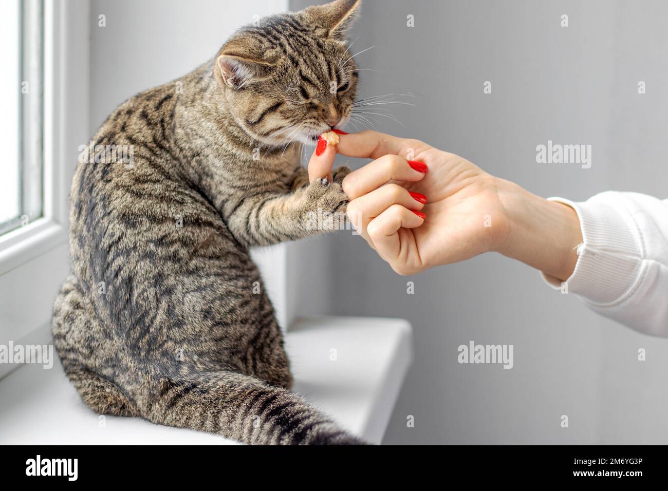 tabby cat beautiful adorable kitty on window sill playing smells ...