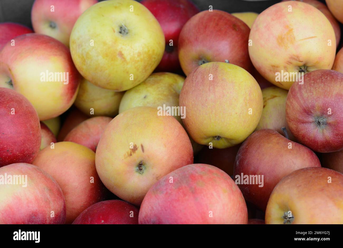 Red apples of the Jonagold variety on the counter of the farmers market ...