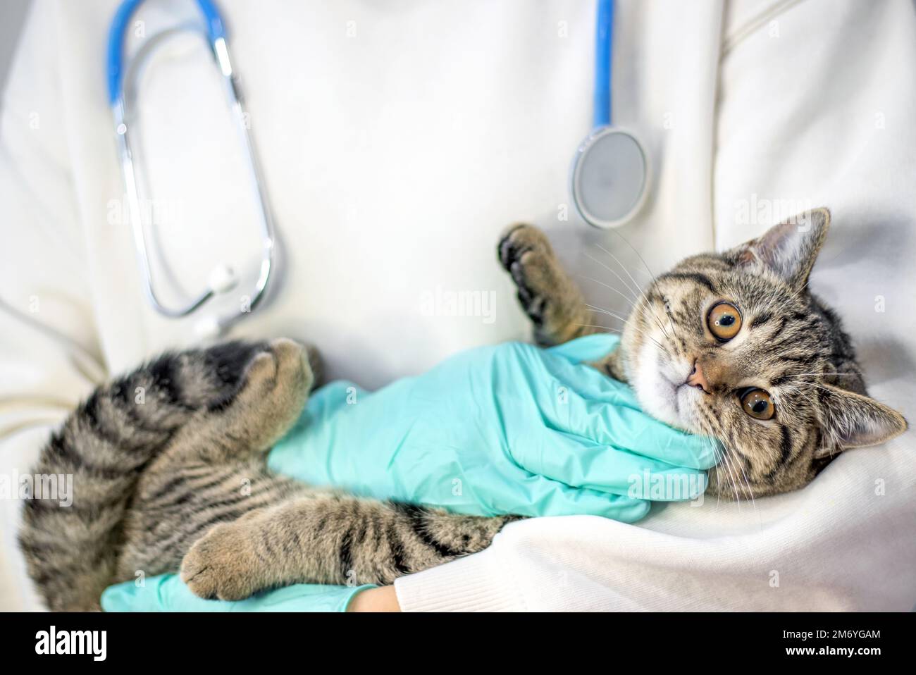 doctor vet holding tabby striped young female cat kitty in arms ...