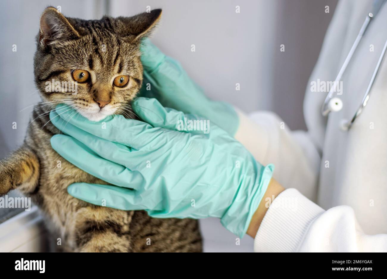 doctor vet holding tabby striped young female cat kitty in arms ...