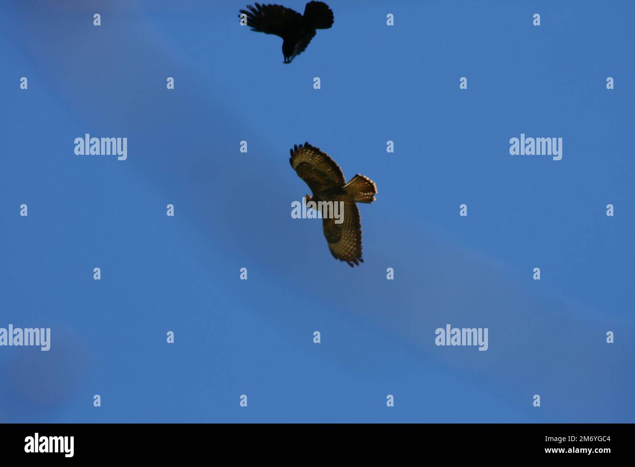 Pretty flying birds hi-res stock photography and images - Alamy