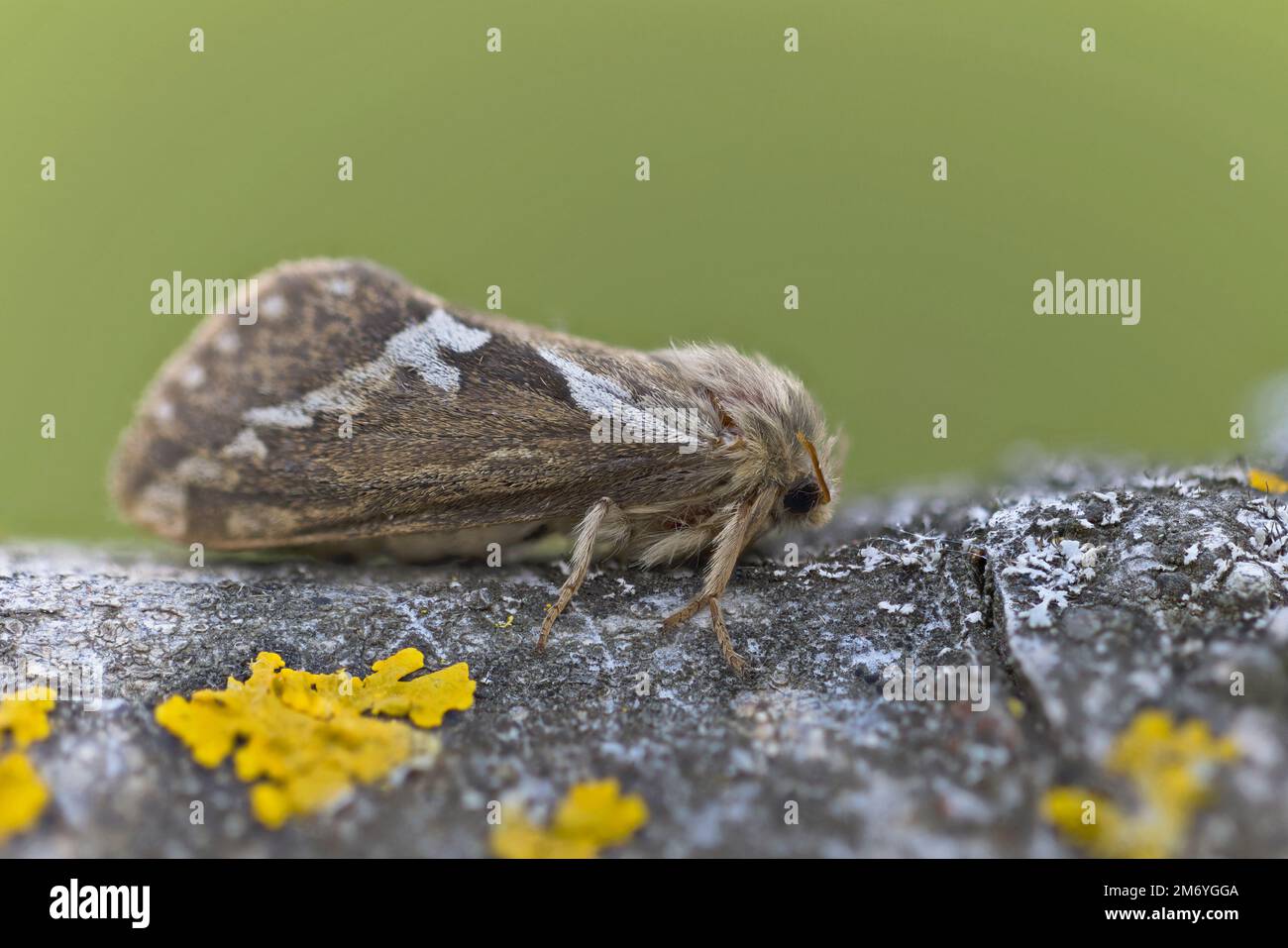 Common Swift (Korscheltellus lupulina) moth Somerset UK GB June 2022 ...