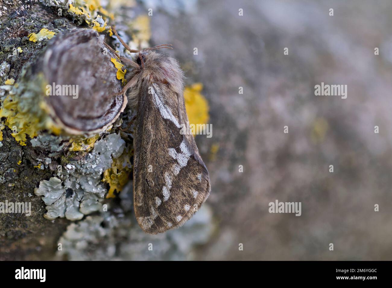 Common Swift (Korscheltellus lupulina) moth Somerset UK GB June 2022 ...
