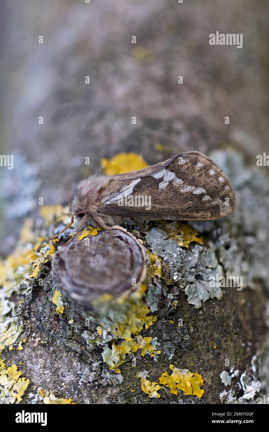 Common Swift (Korscheltellus lupulina) moth Somerset UK GB June 2022 ...