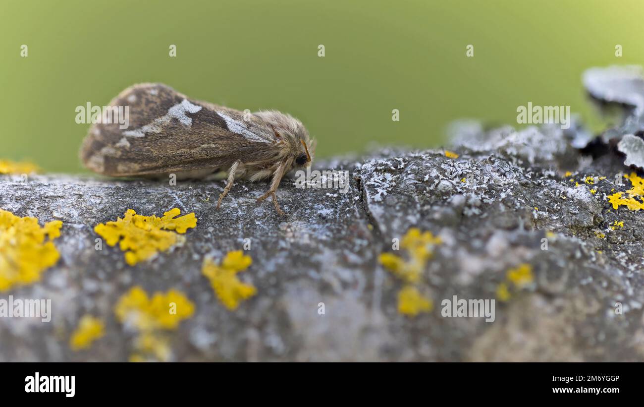 Common Swift (Korscheltellus lupulina) moth Somerset UK GB June 2022 ...