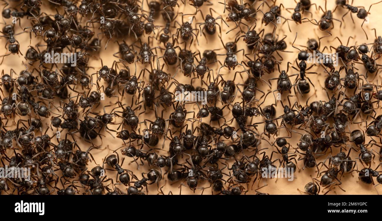 Macro photography of group of black ants on the wall Stock Photo - Alamy