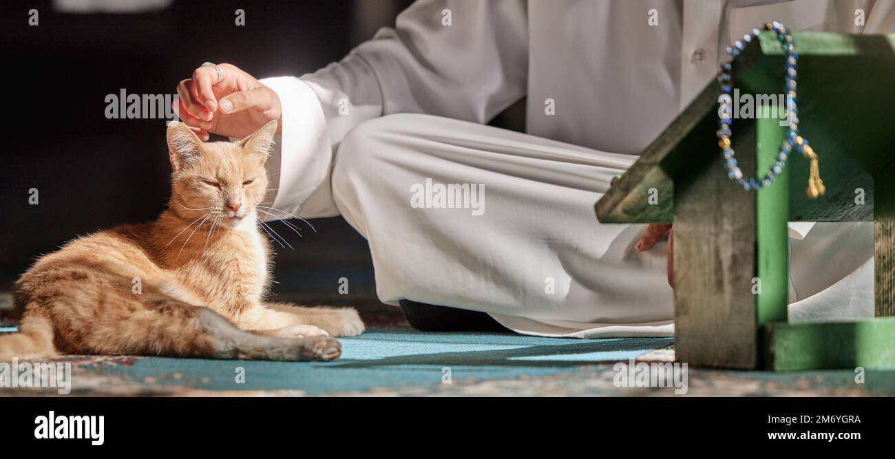 Muslim, cat or hands in prayer on carpet for peace, mindfulness or ...