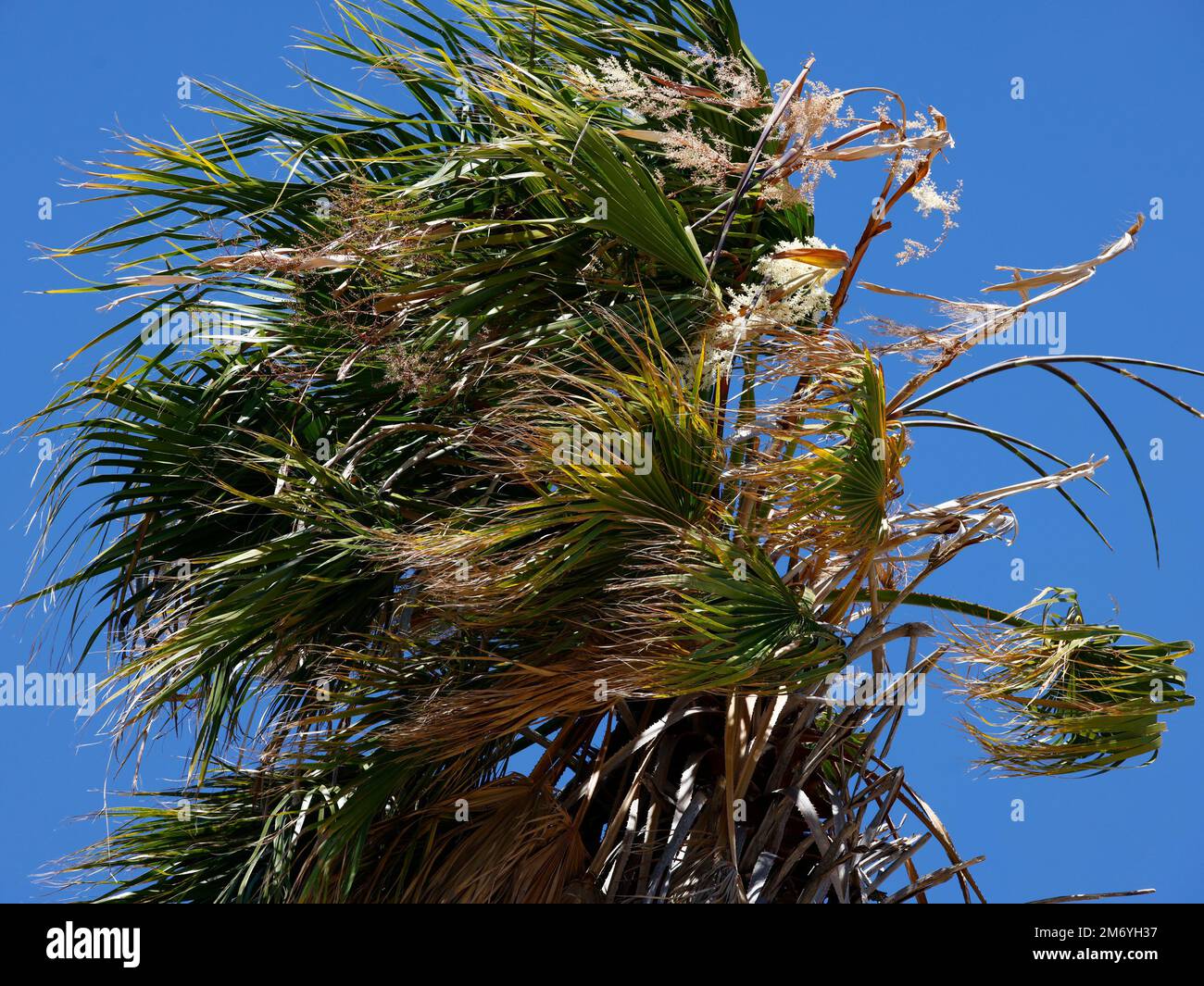 Close up of the top of a palm tree with its leaves blowing in the ...
