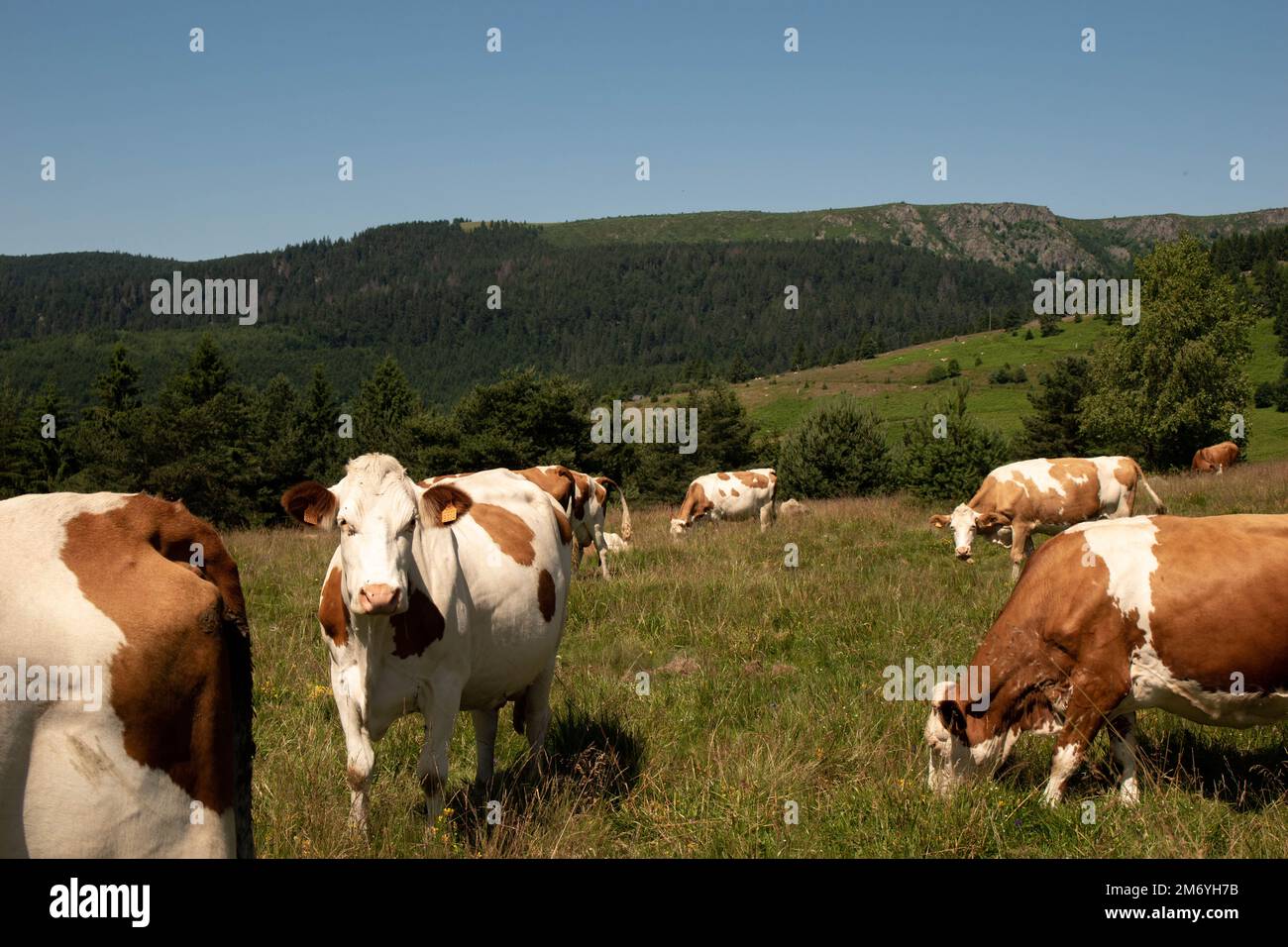 Milk cow. White and brown colored cows. Mountain cows. Cows sunbathing ...