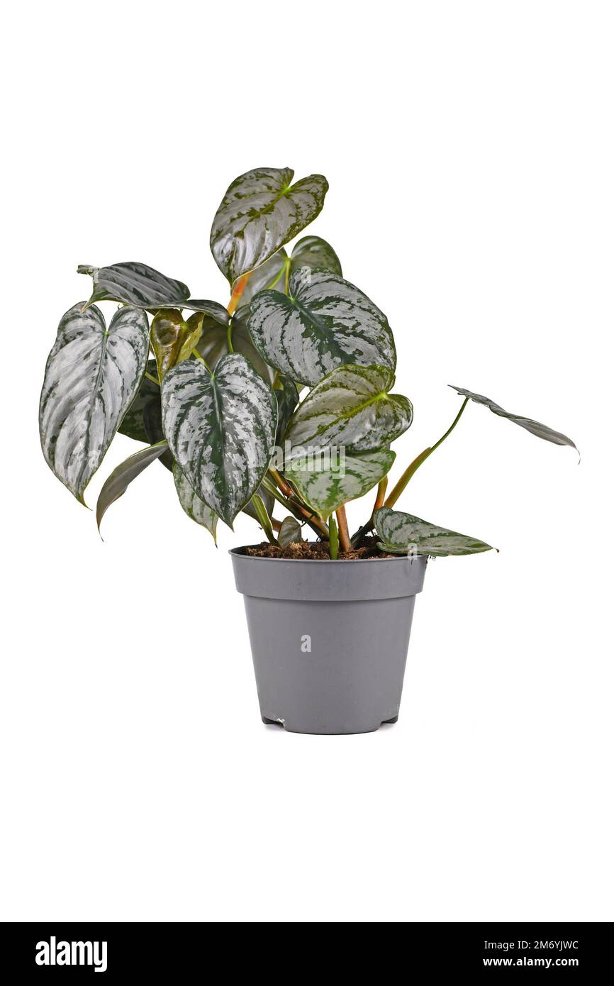 Exotic 'Philodendron Brandtianum' houseplant with silver pattern on ...