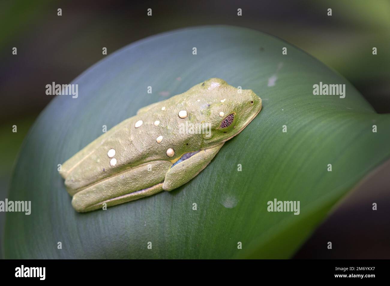 frog in rain forrest Stock Photo - Alamy