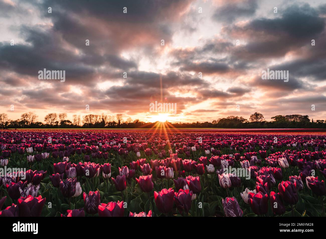 Norfolk tulip field hi-res stock photography and images - Alamy
