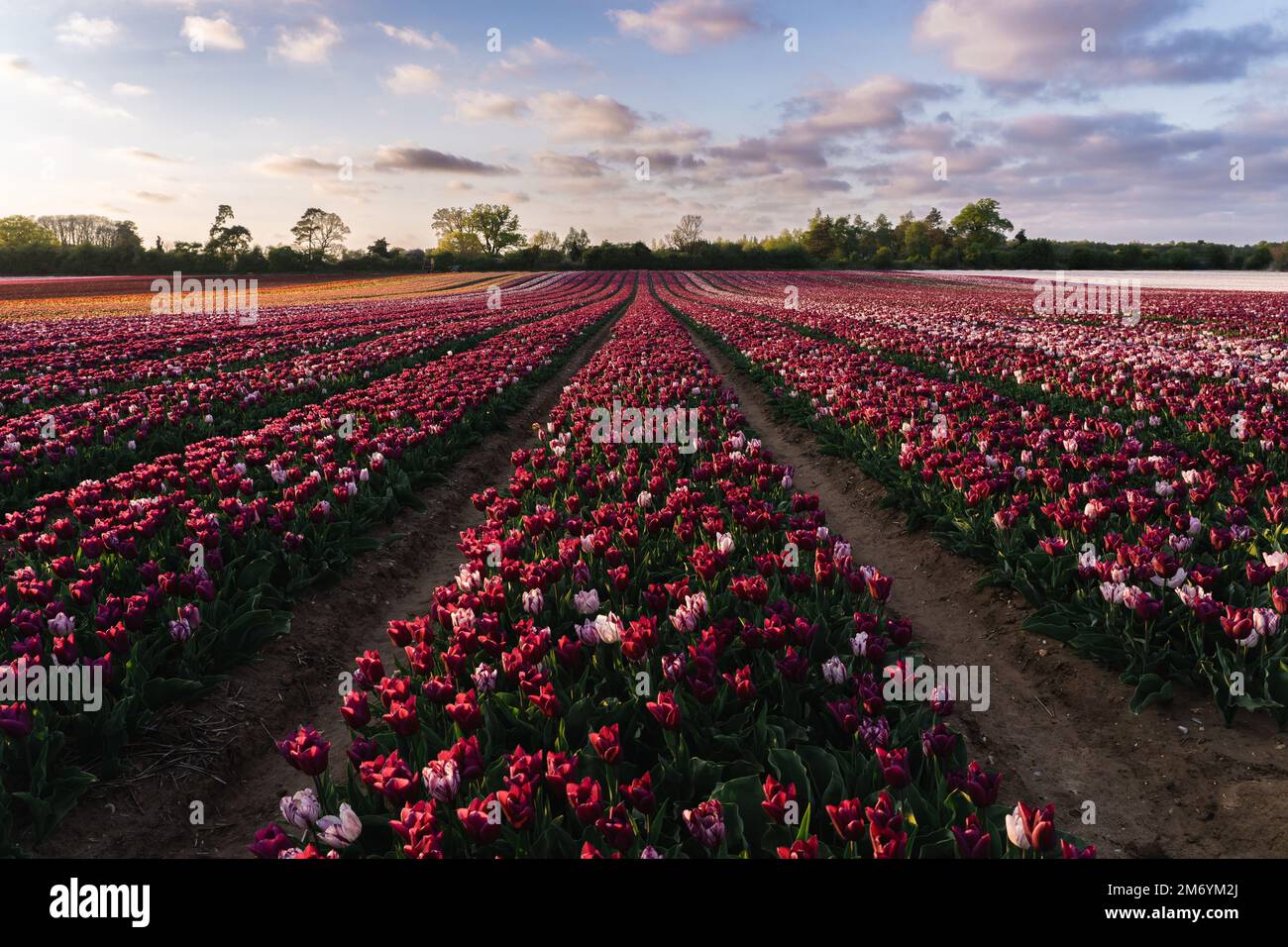 Norfolk tulip field hi-res stock photography and images - Alamy