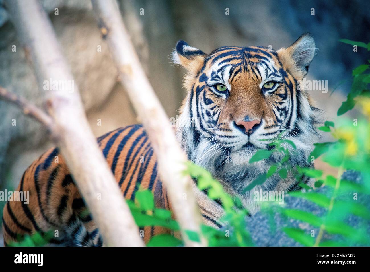 Tiger tiere hi-res stock photography and images - Alamy