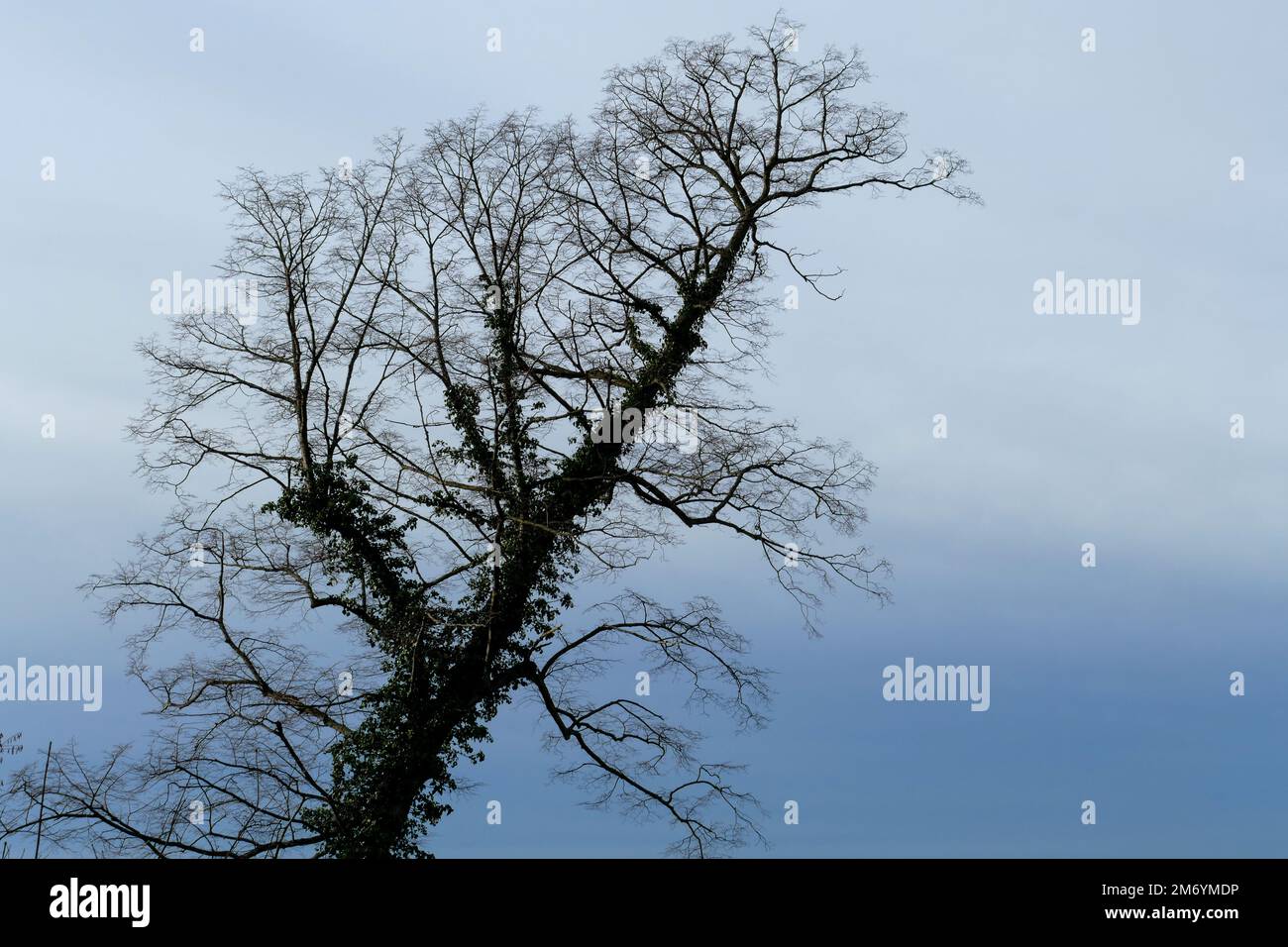 A lone, dying tree with thin sharp branches and withered leaves under a ...