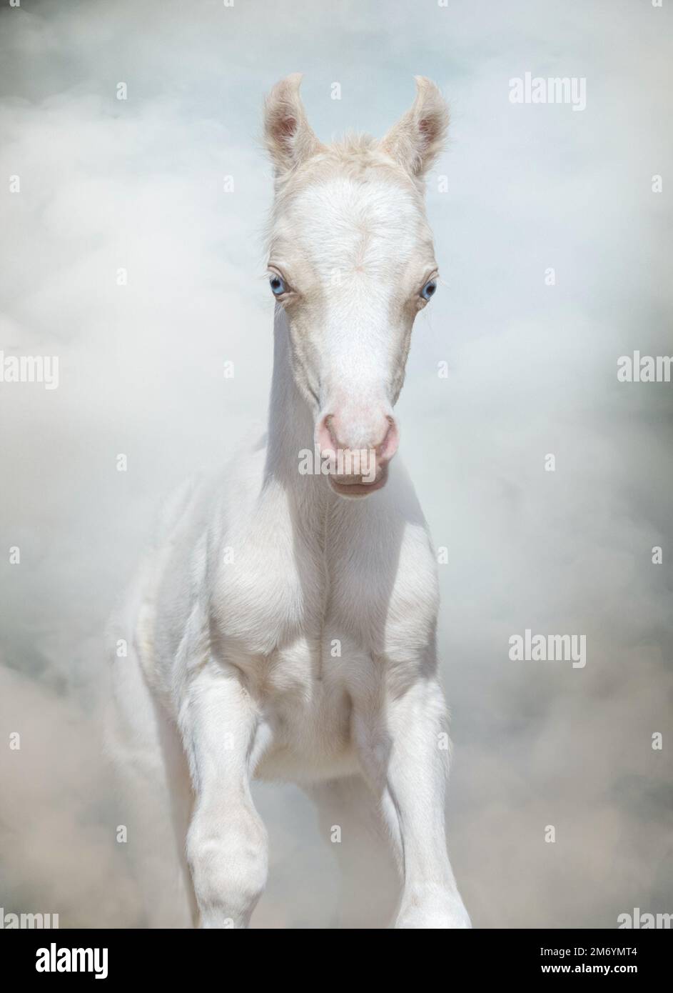 Cream Welsh pony foal with blue eyes running through smoke Stock Photo ...