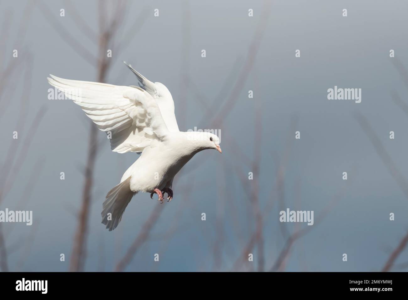 White dove flies hi-res stock photography and images - Alamy