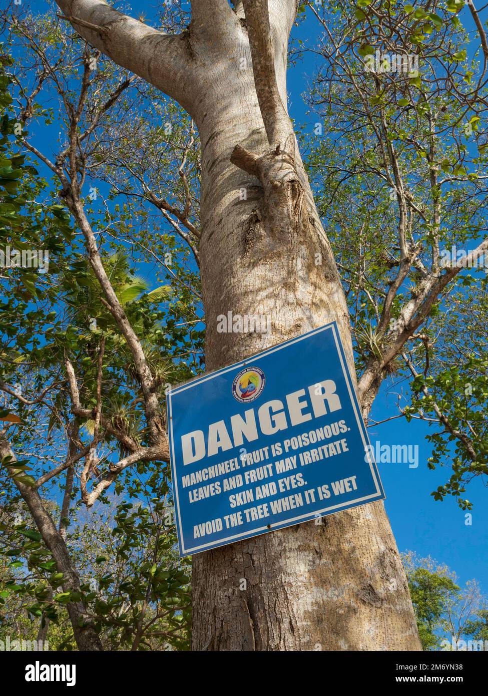 Manchineel tree hi-res stock photography and images - Alamy