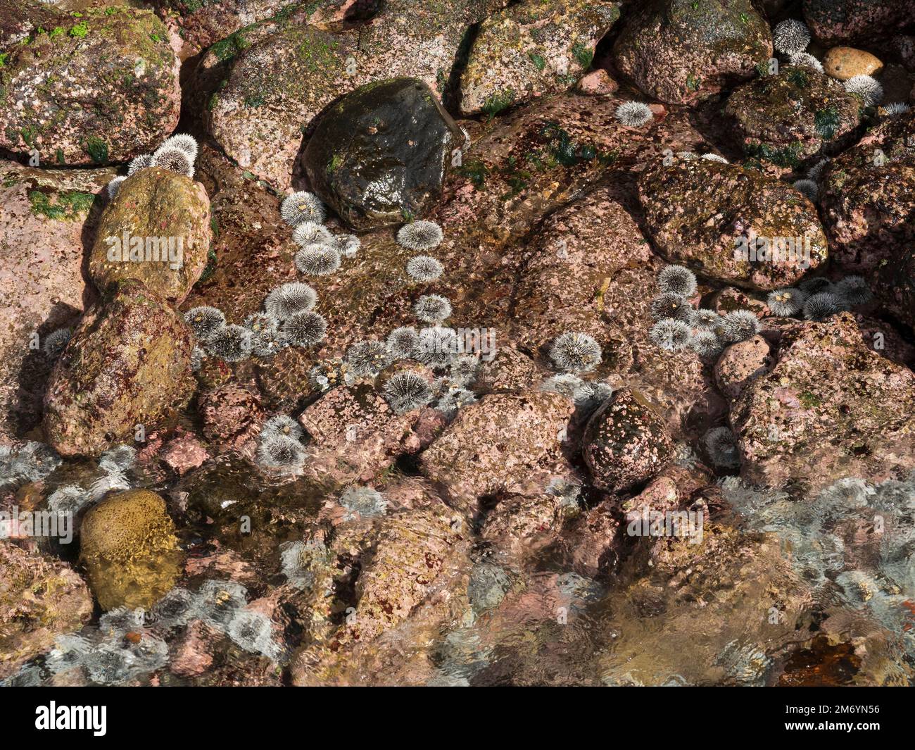 Living Rock Sea Creature