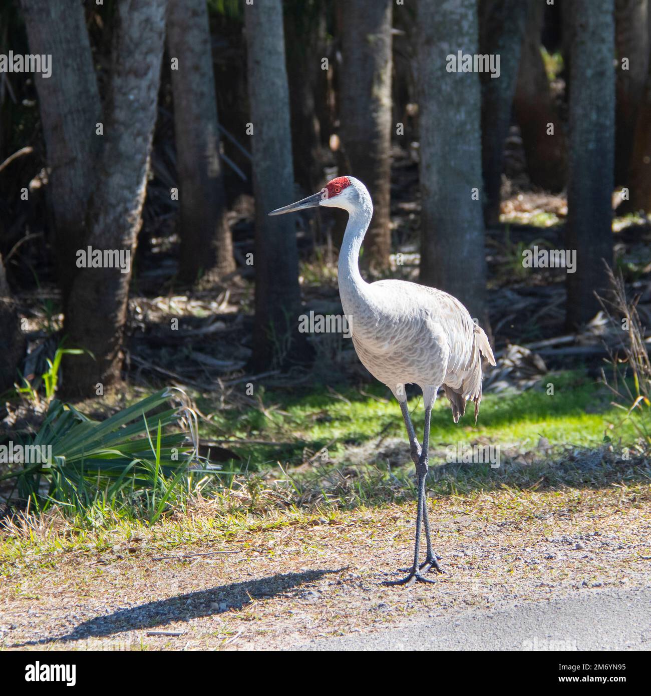 Sandhill Crane walks in front of woods in Florida showing head in side ...