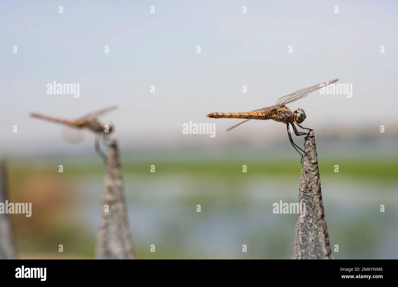 Closeup macro detail showing pair of wandering glider dragonflies ...