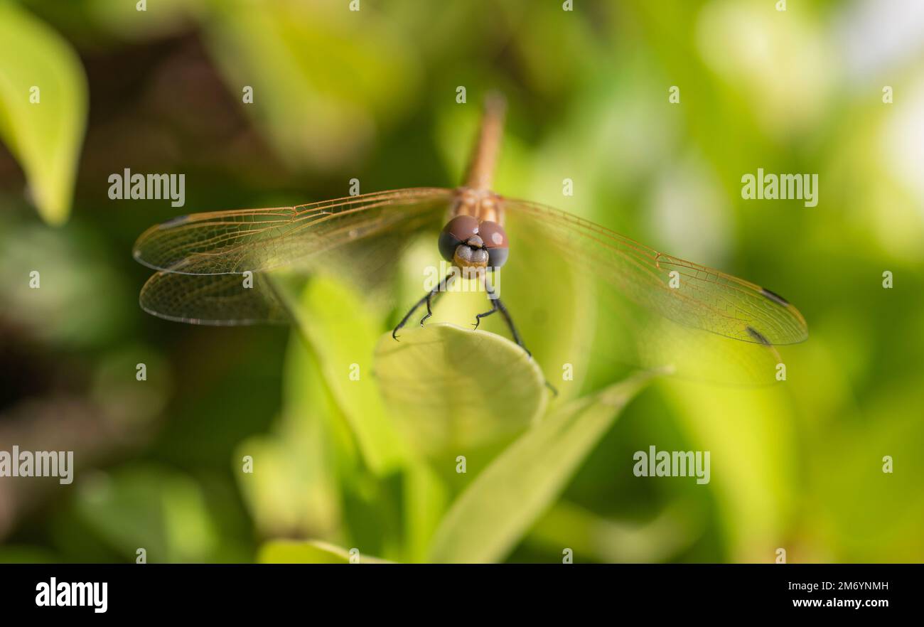 Closeup macro detail of wandering glider dragonfly Pantala flavescens ...