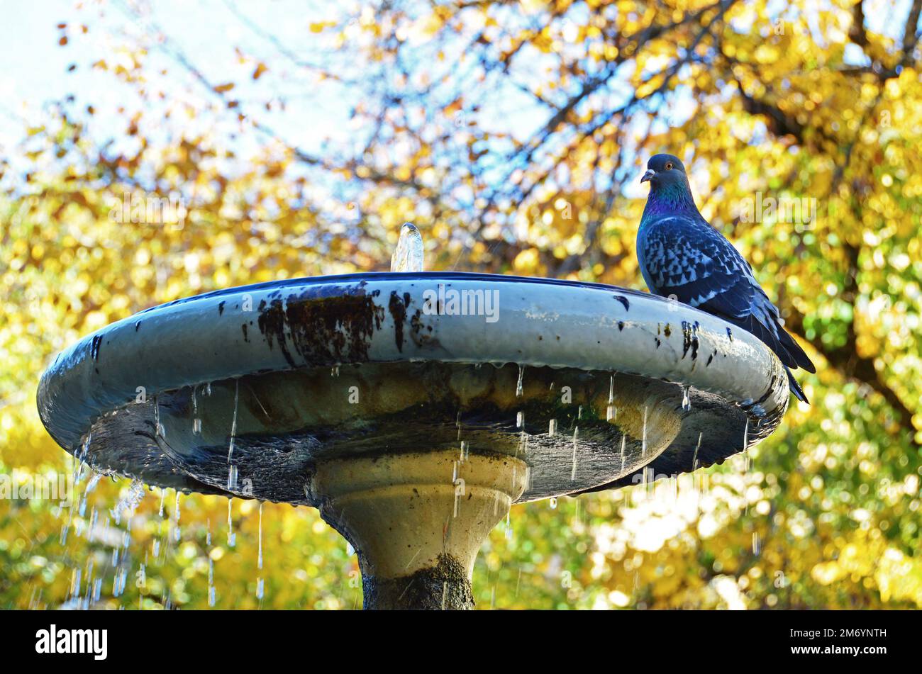 A pigeon is sitting on a fountain. Holy Spirit Square in Florence ...