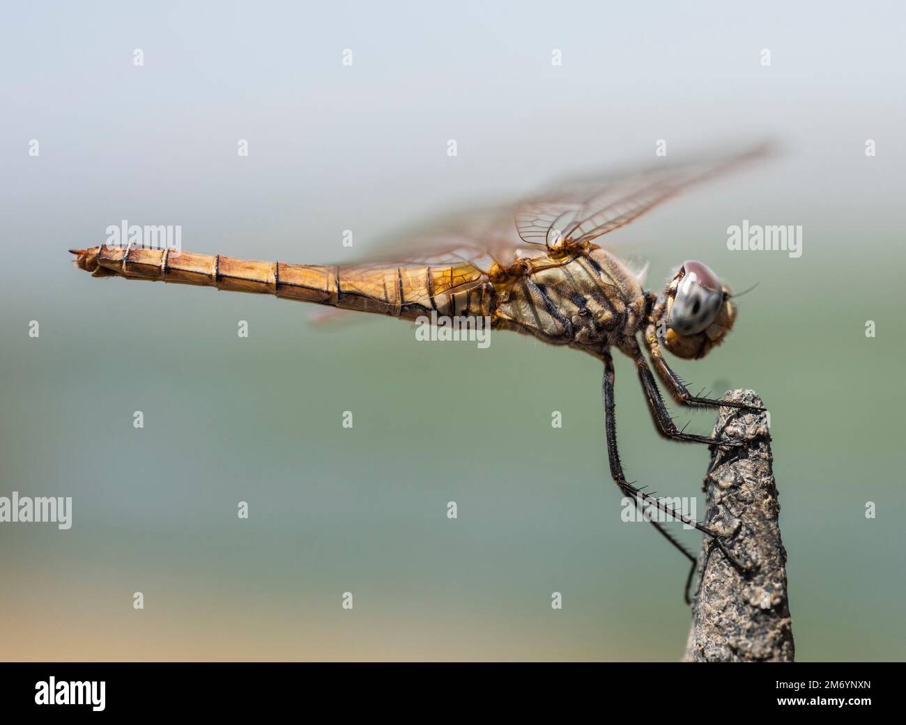 Closeup macro detail of wandering glider dragonfly Pantala flavescens ...