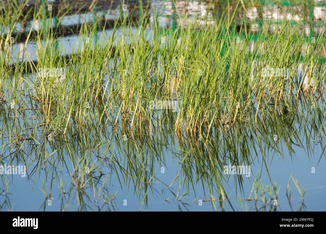 Bank riverbank hi-res stock photography and images - Alamy