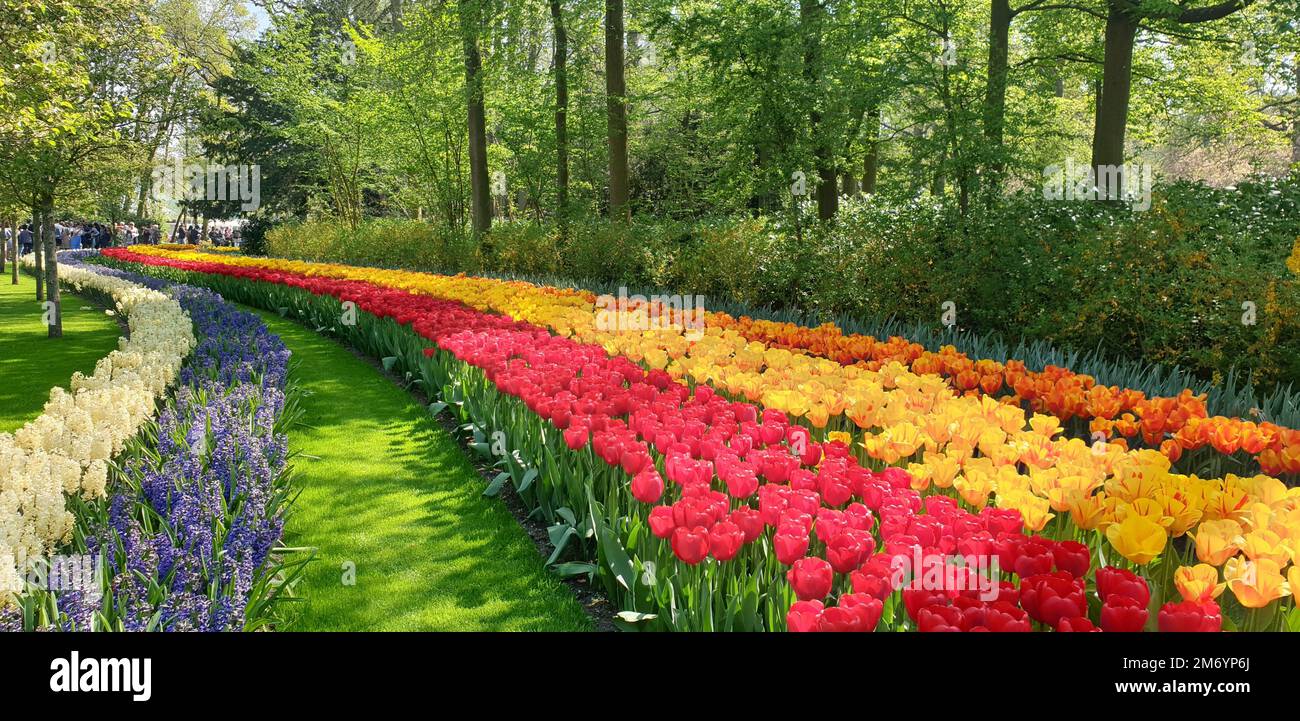 A panoramic shot of colorful tulip rows surrounded by green trees in a ...
