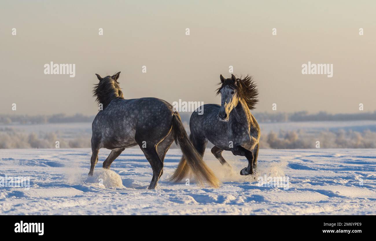 Dappled gray stallion hi-res stock photography and images - Alamy