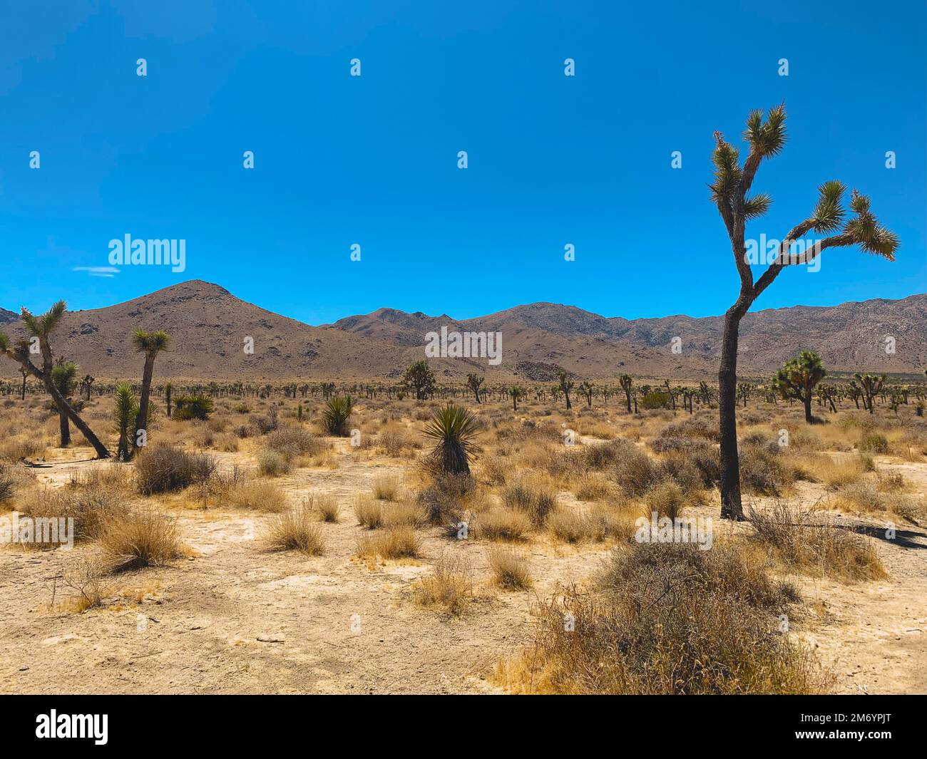 An aerial view of Joshua tree park surrounded by dense trees Stock ...